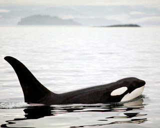 YO EN SALA DE 5: MEL, LA ORCA MÁS FAMOSA (historia para compartir en ...